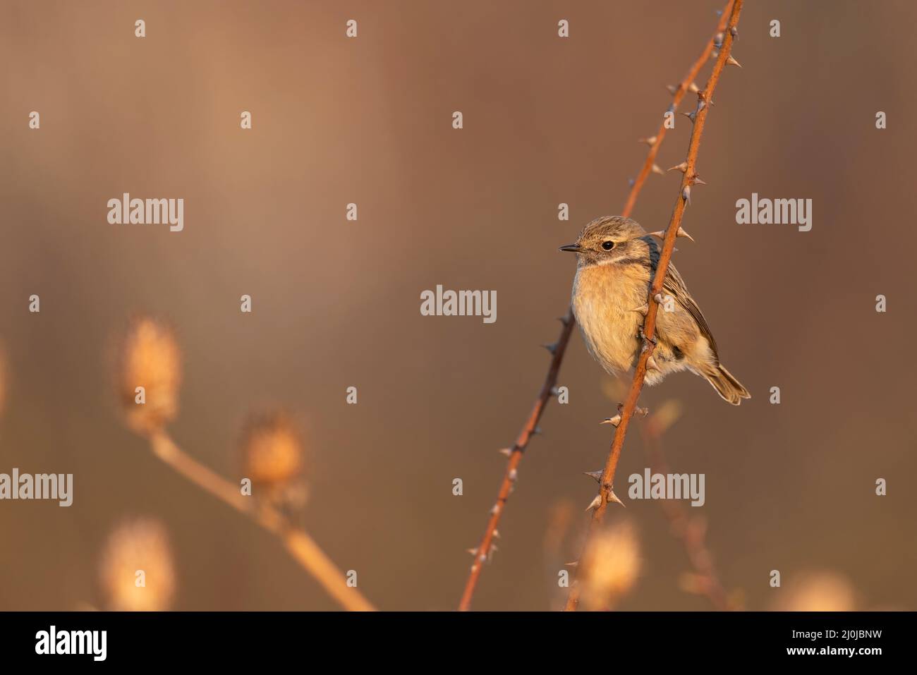 The European stonechat female (Saxicola rubicola Stock Photo - Alamy
