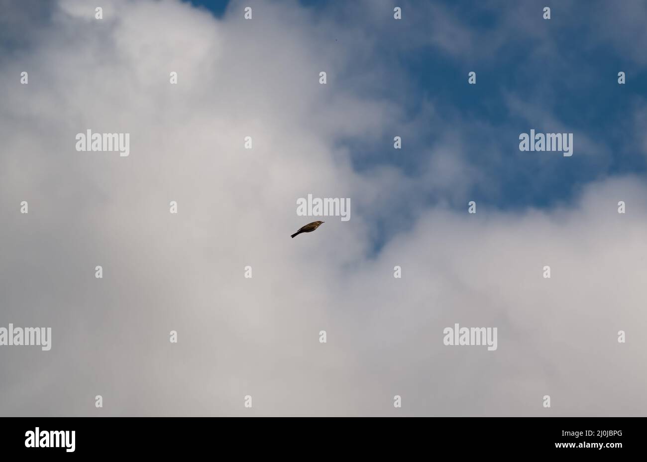 skylark (Alauda arvensis) in flight under a blue and white cloud sky ...