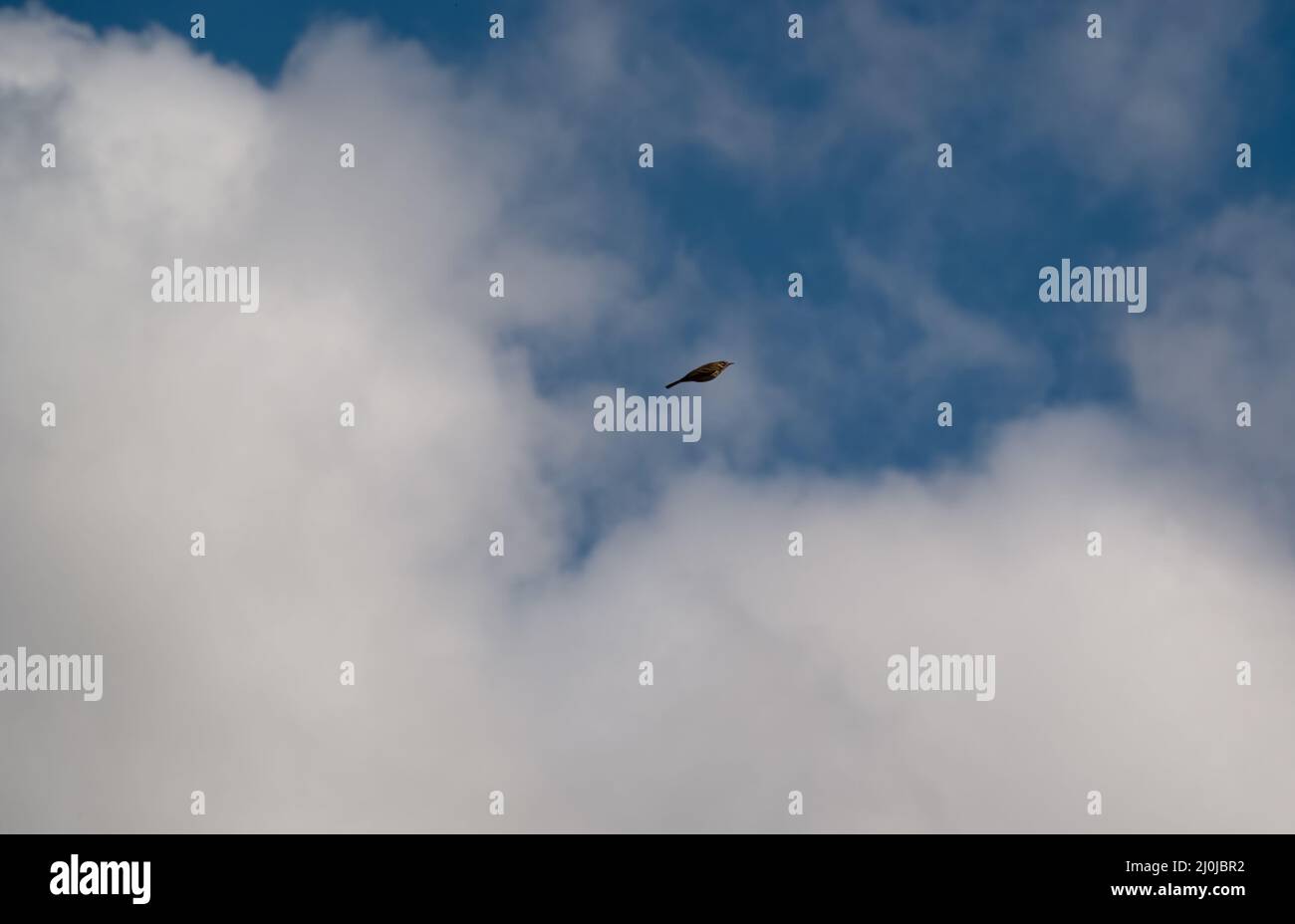 skylark (Alauda arvensis) in flight under a blue and white cloud sky ...