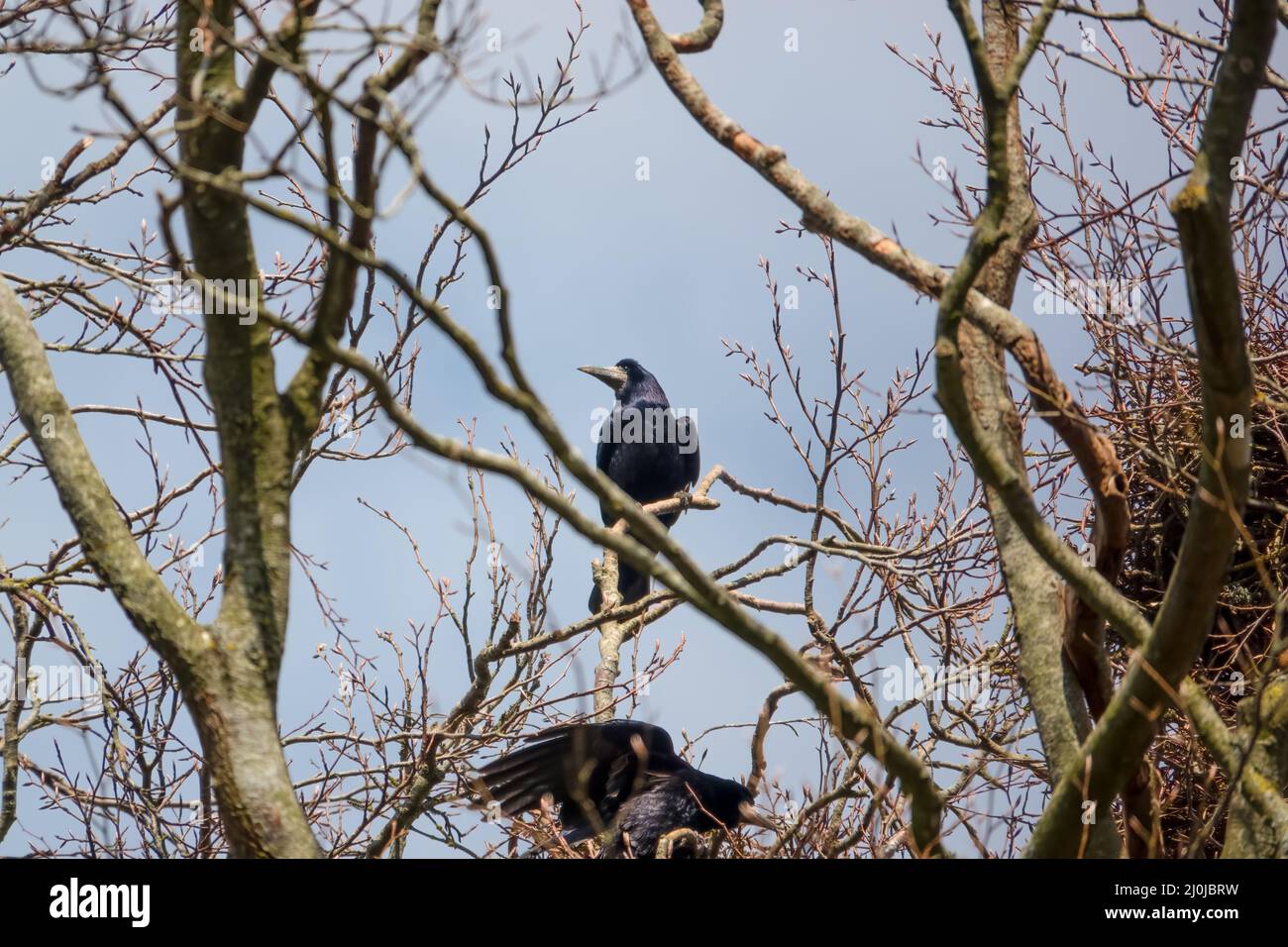Rook wings hi-res stock photography and images - Alamy