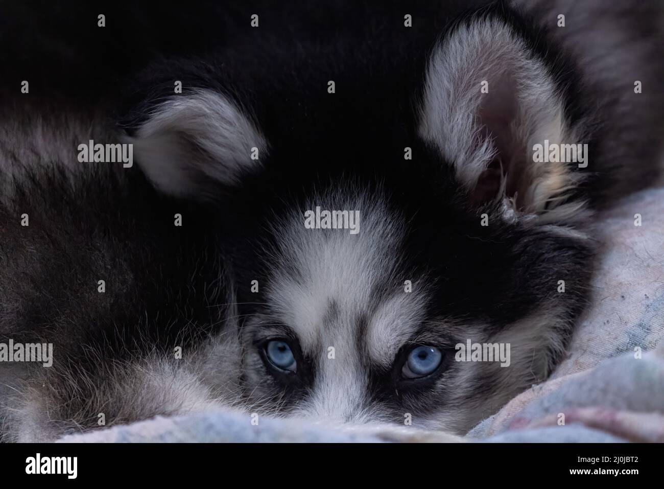 Small black and white husky puppy with bright blue eyes laying in the ...