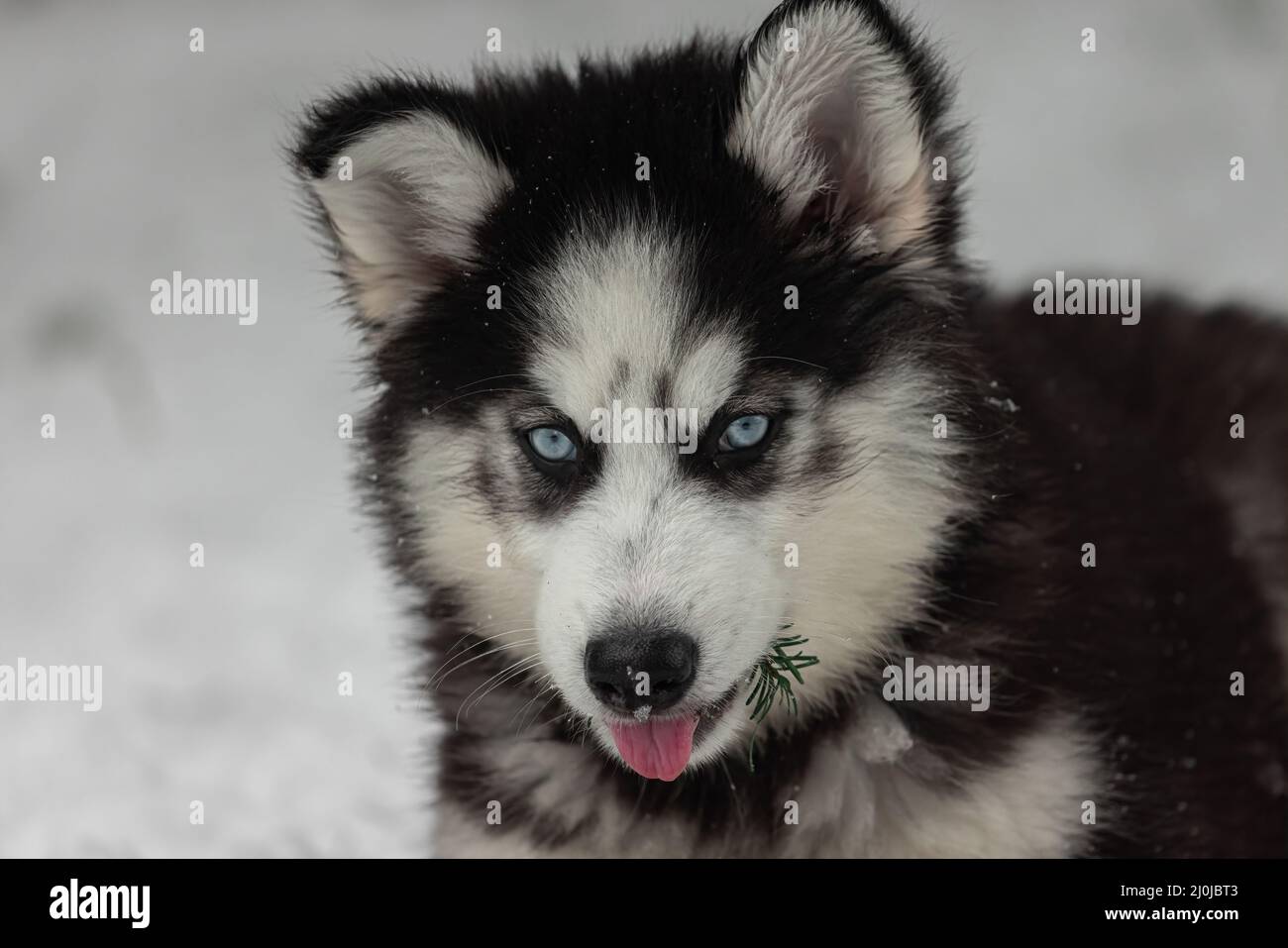 Dog chewing on a branch hi-res stock photography and images - Alamy