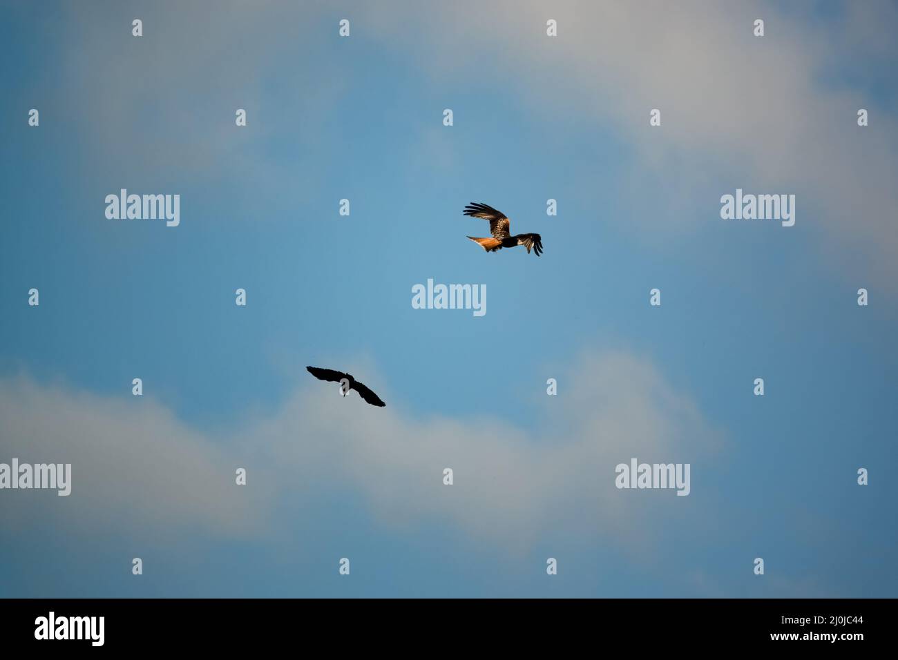 a crow (Corvus) harrassing a red kite (Milvus milvus) under a blue sky ...