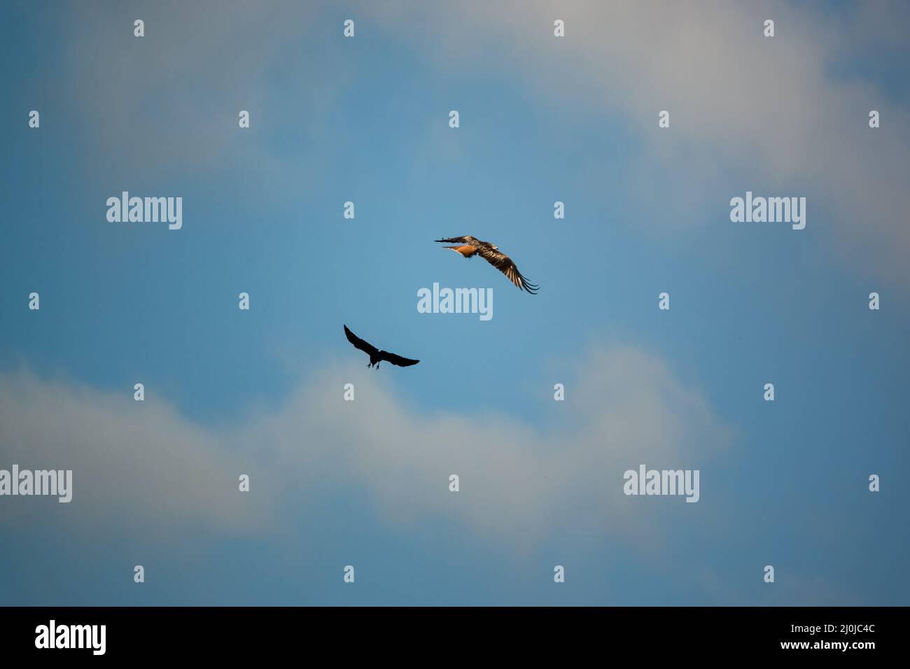 Birds harrassing predator hi-res stock photography and images - Alamy