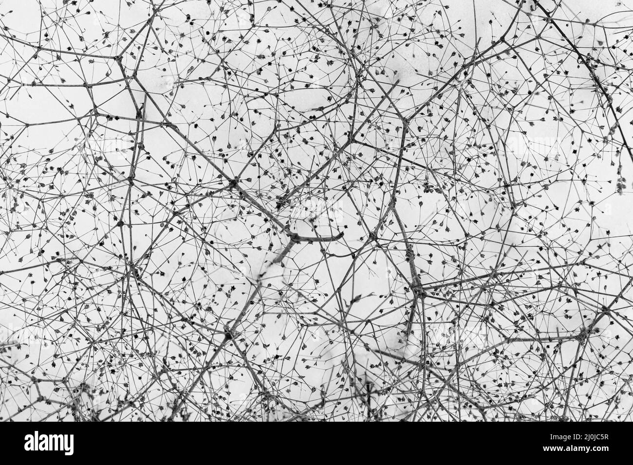 Watercolor xmas art Black and White Stock Photos & Images - Alamy