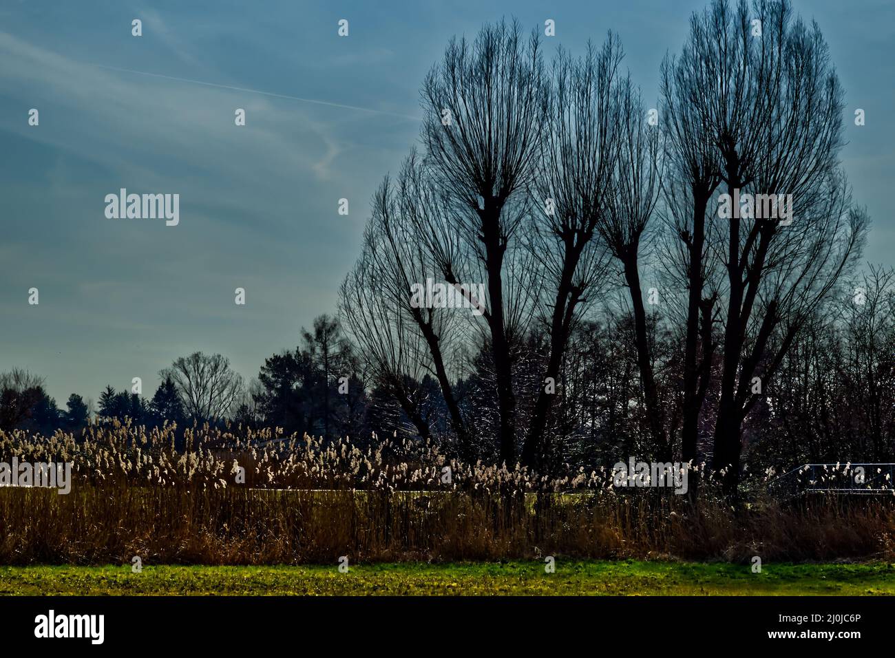 Big pollard willow trees in blue sky with reed bed in the front on a ...