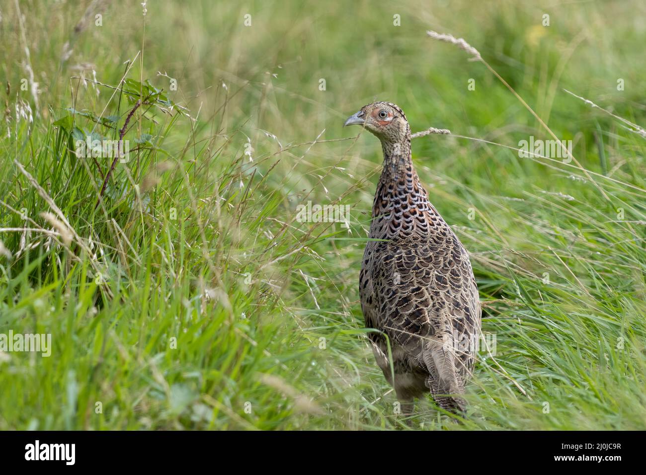 Common pheasant female hi-res stock photography and images - Alamy