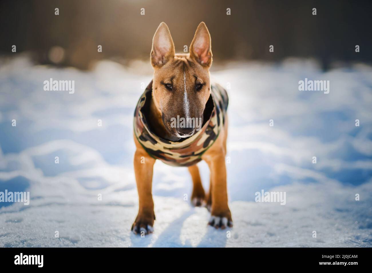 Cute ginger bull terrier puppy is dressed in a military-colored ...