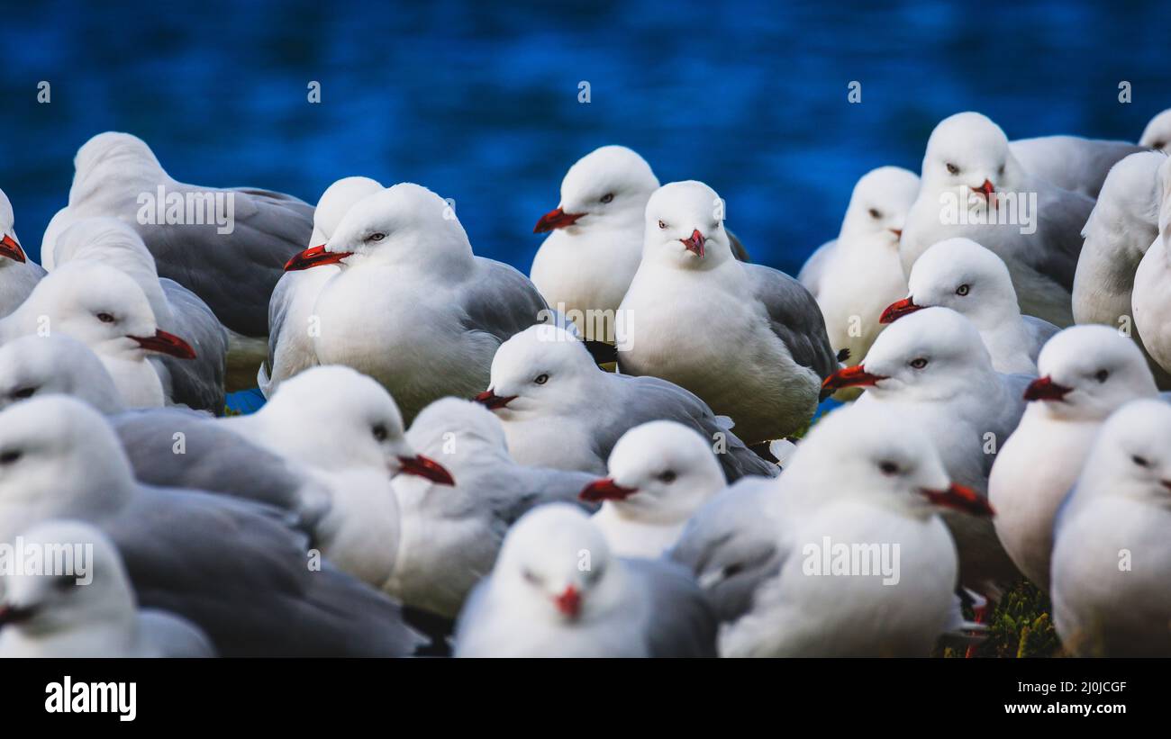 Closeup shot of many seagulls sitting next to each other, with a blue ...