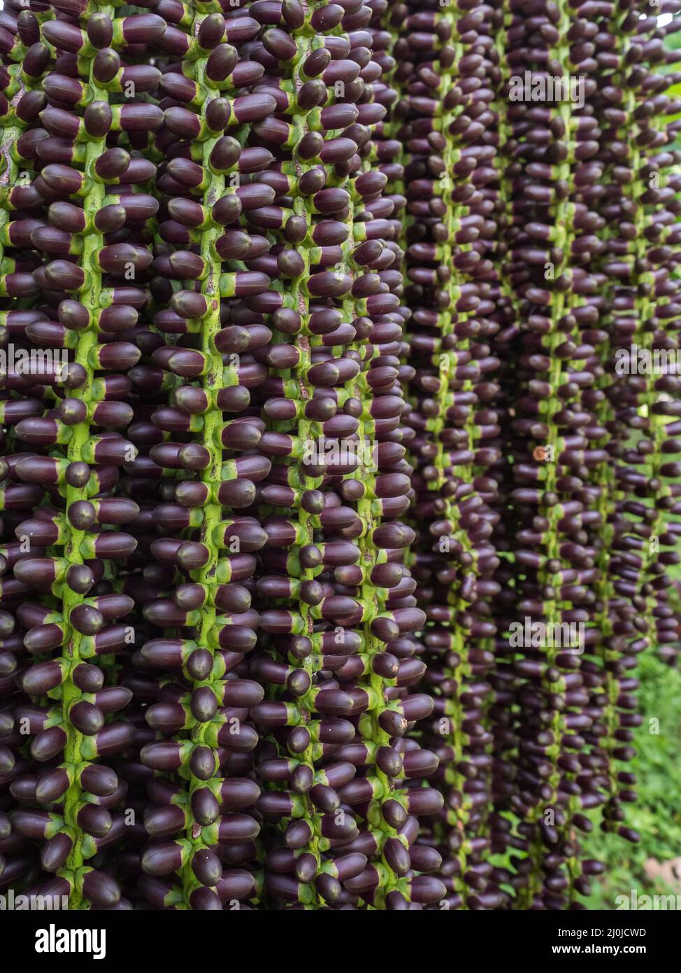 Mayang Tree fruit. (Mayang pinang, Arenga pinnata) One of the trees ...