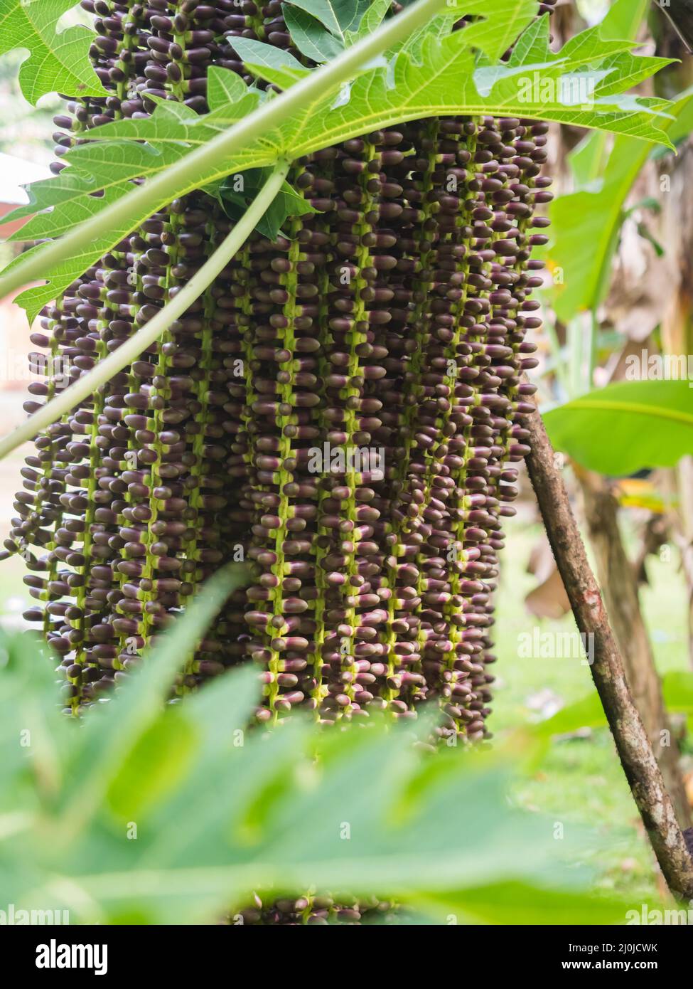Mayang Tree fruit. (Mayang pinang, Arenga pinnata) One of the trees ...