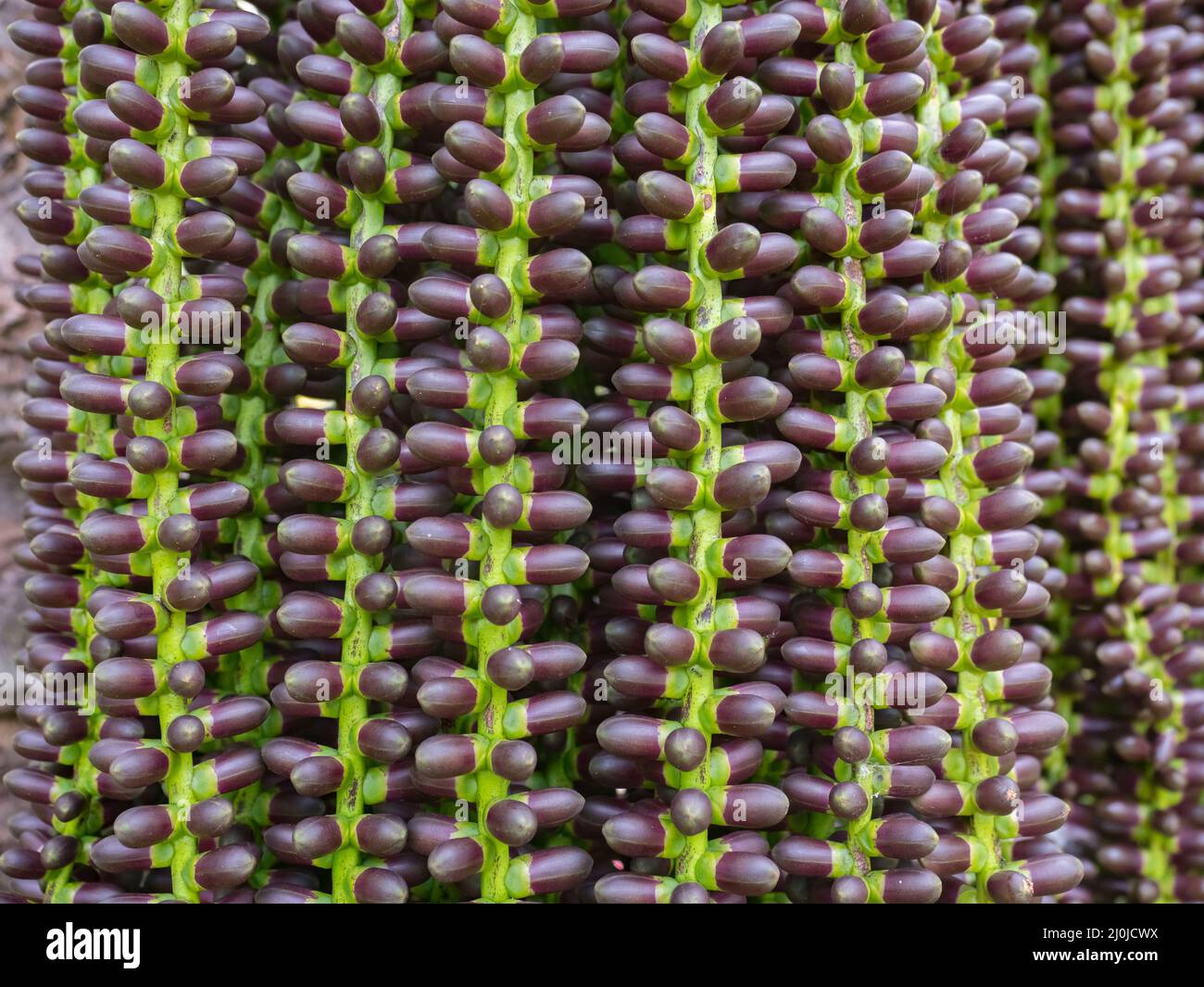 Mayang Tree fruit. (Mayang pinang, Arenga pinnata) One of the trees ...