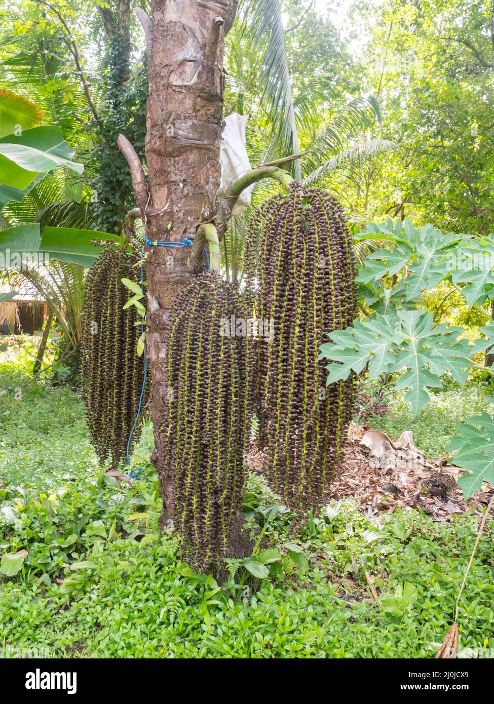Mayang Tree fruit. (Mayang pinang, Arenga pinnata) One of the trees ...