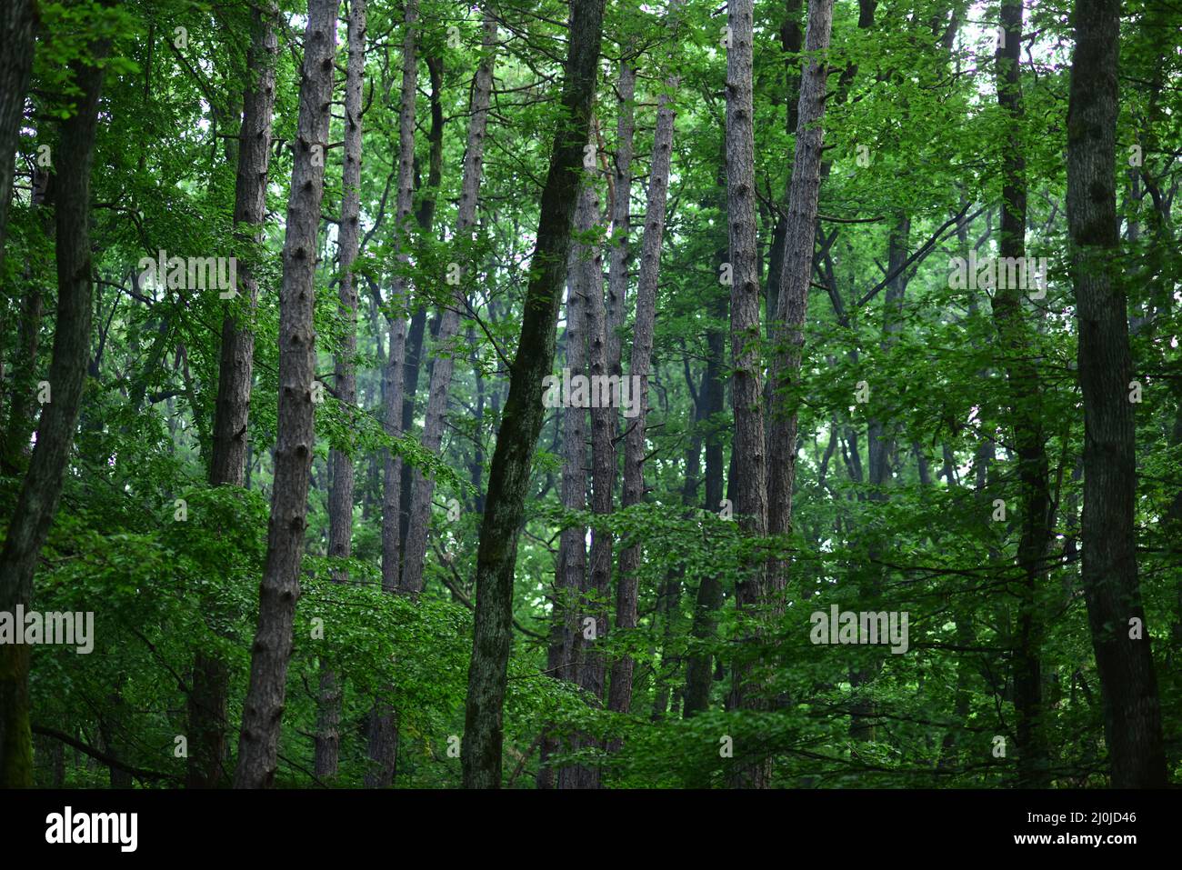 Tree forest background. Natural background of tree texture Stock Photo ...