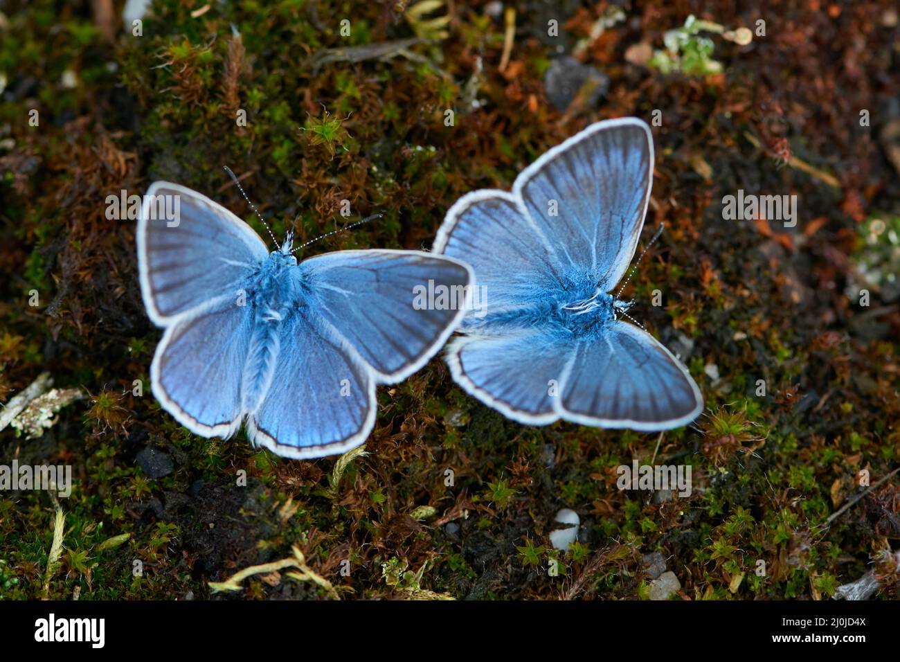 Polyommatus amandus hi-res stock photography and images - Alamy