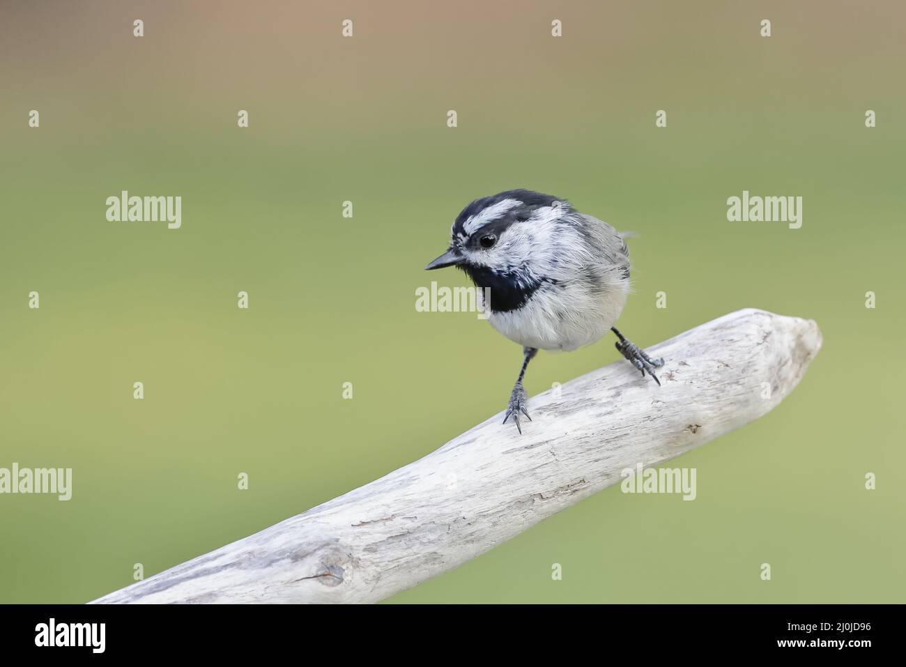 Chickadee on branch hi-res stock photography and images - Alamy