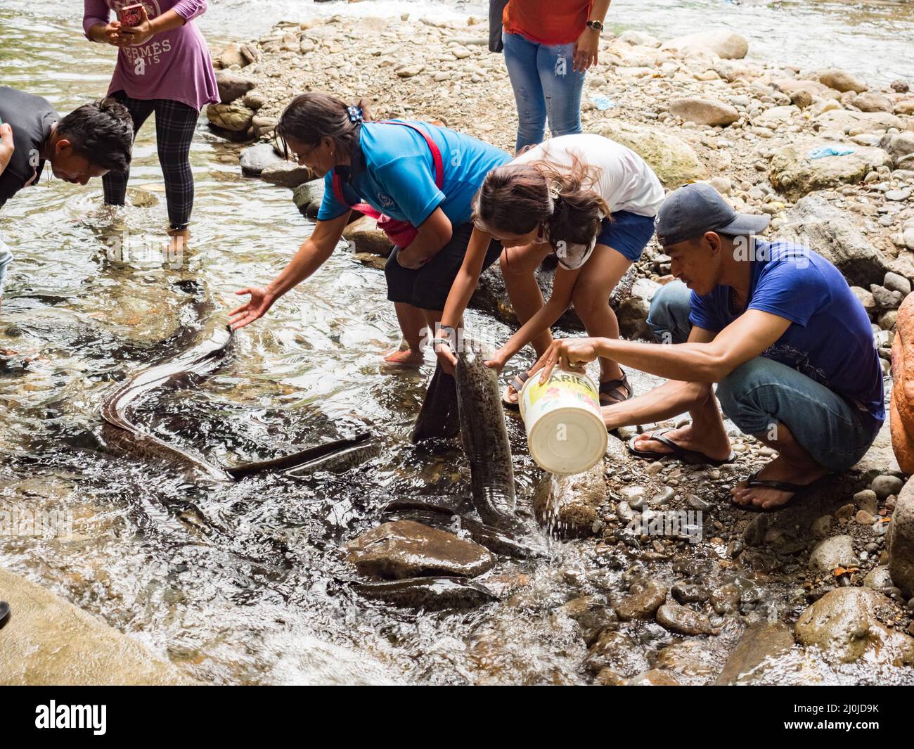 Ambon Island, Indonesia - Feb, 2018: Feeding the eels in the sacred eel ...