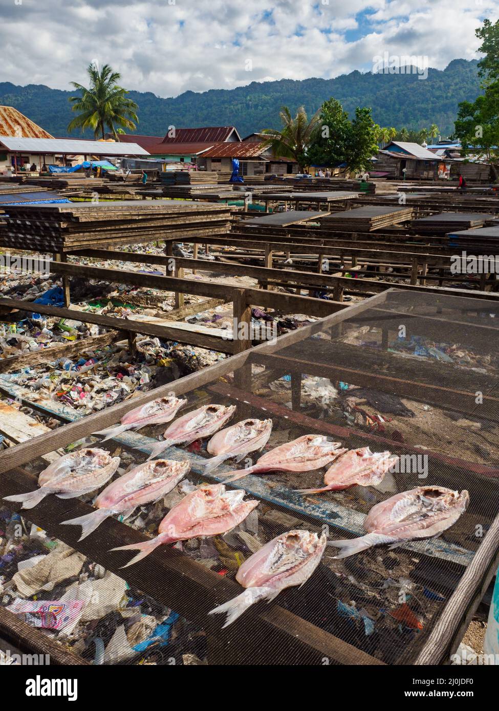 Fish dry in specially prepared nets in the Seram Sea in Kaimana ...