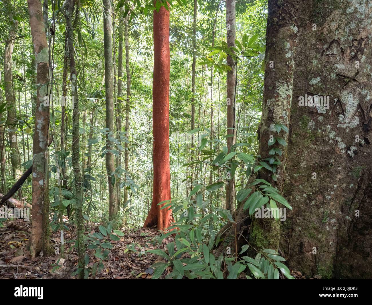 Jungle with trees with orange bark in West Papua, Indonesia, Bird's ...