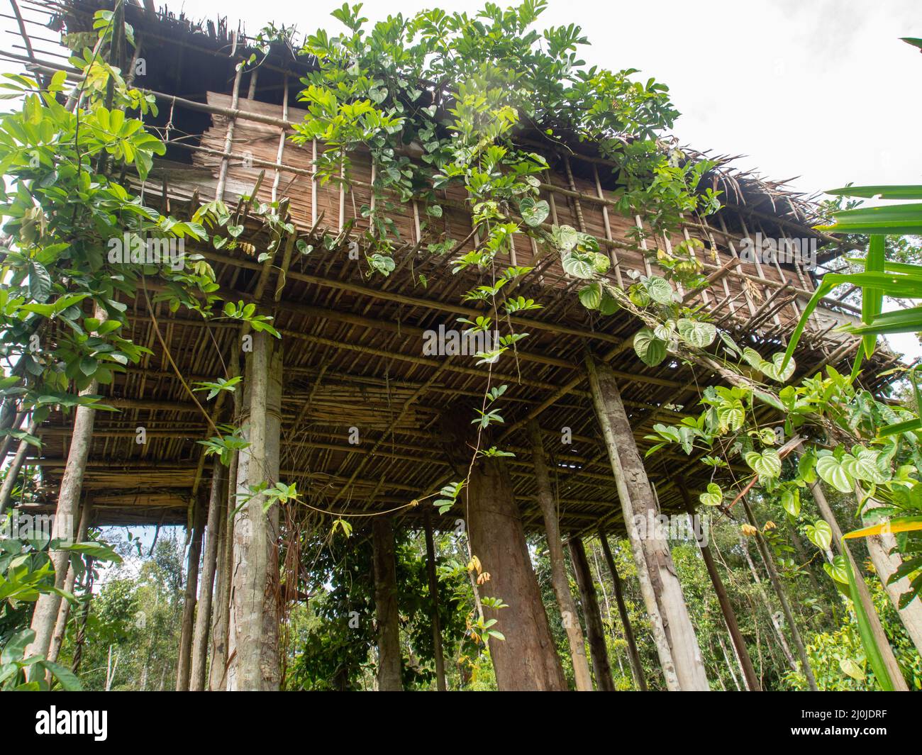 Korowai tribe tree house hi-res stock photography and images - Alamy