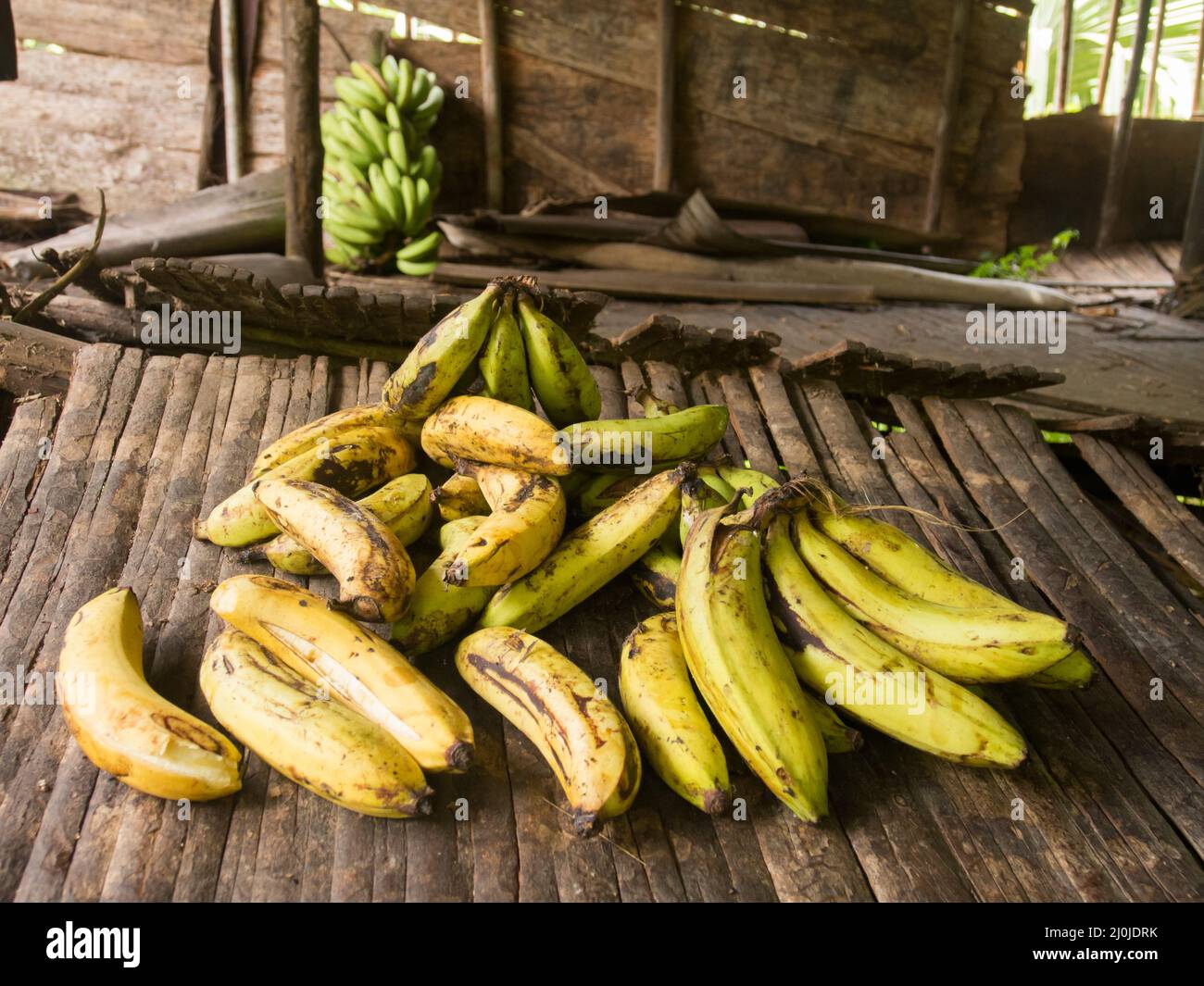 Bunch of small ripe bananas freshly picked from the tree. West Papua ...