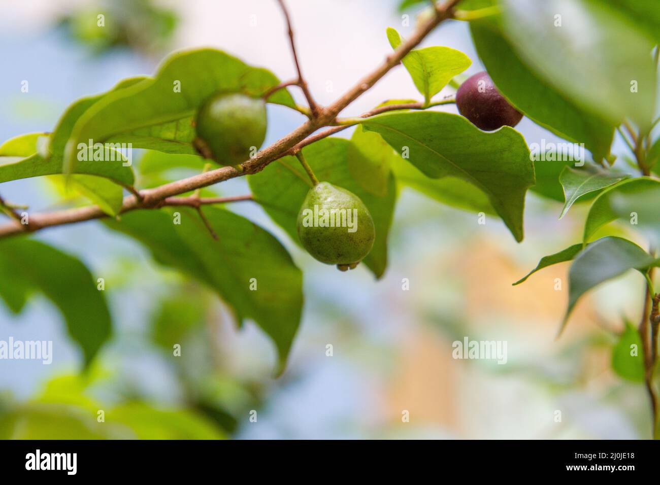 Arak tree hi-res stock photography and images - Alamy