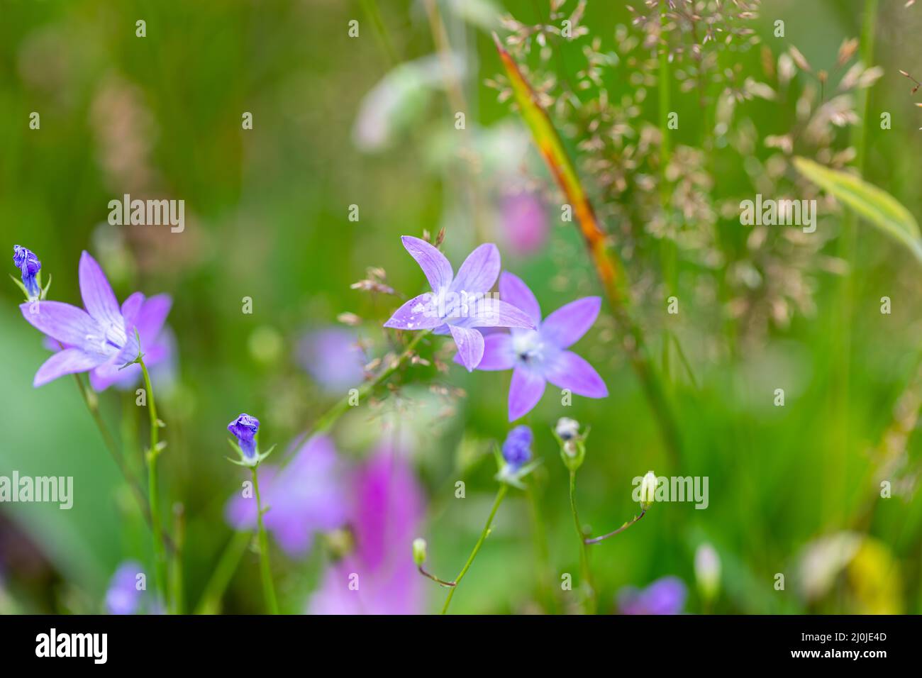 Flower campanula patula, wild flowering plant Stock Photo - Alamy
