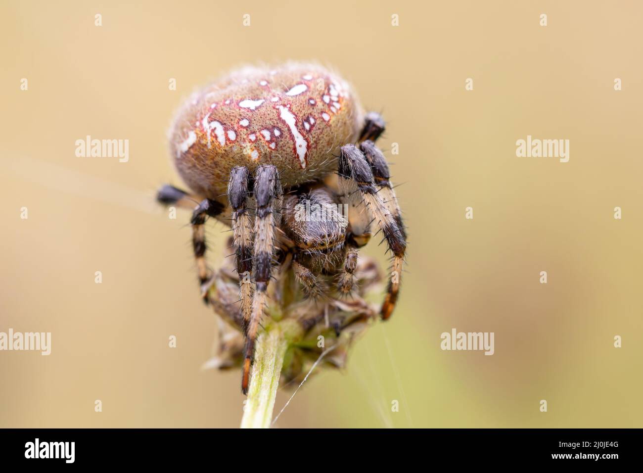 Common cross spider sitting grass Stock Photo - Alamy