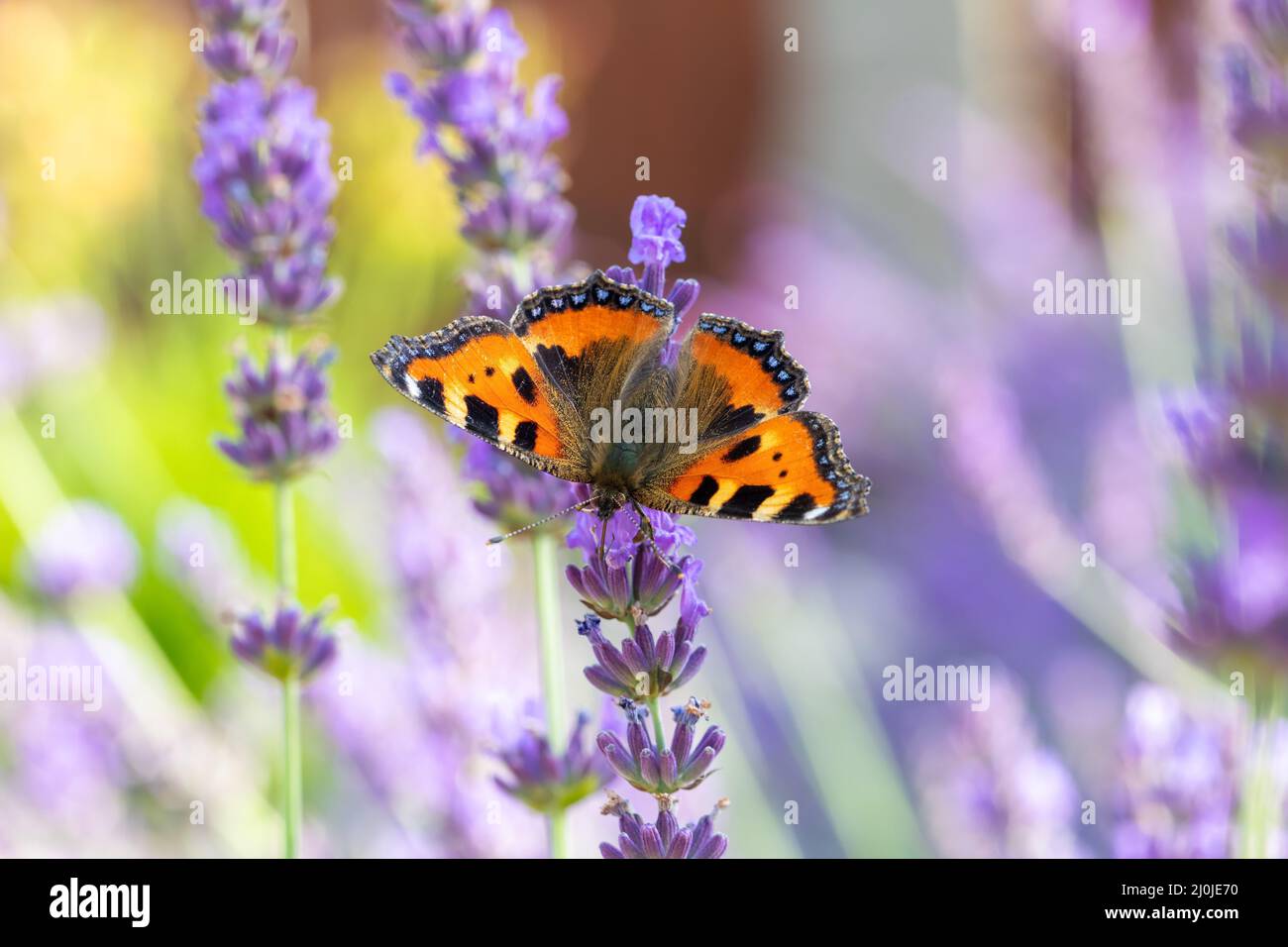 Closeup tortoiseshell butterfly on hi-res stock photography and images ...