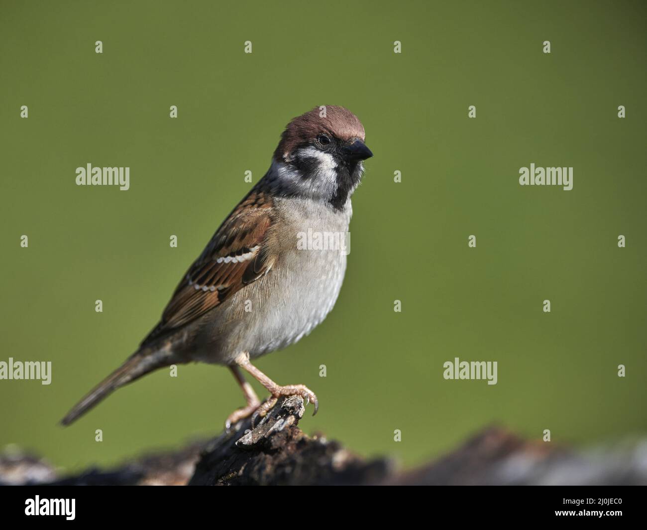 Eurasian Tree Sparrow Stock Photo - Alamy