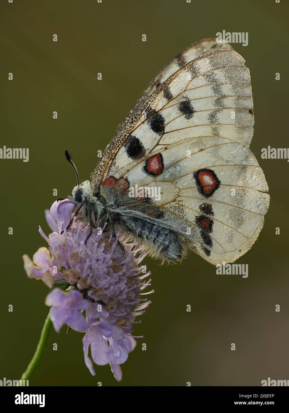 Apollofalter hi-res stock photography and images - Alamy