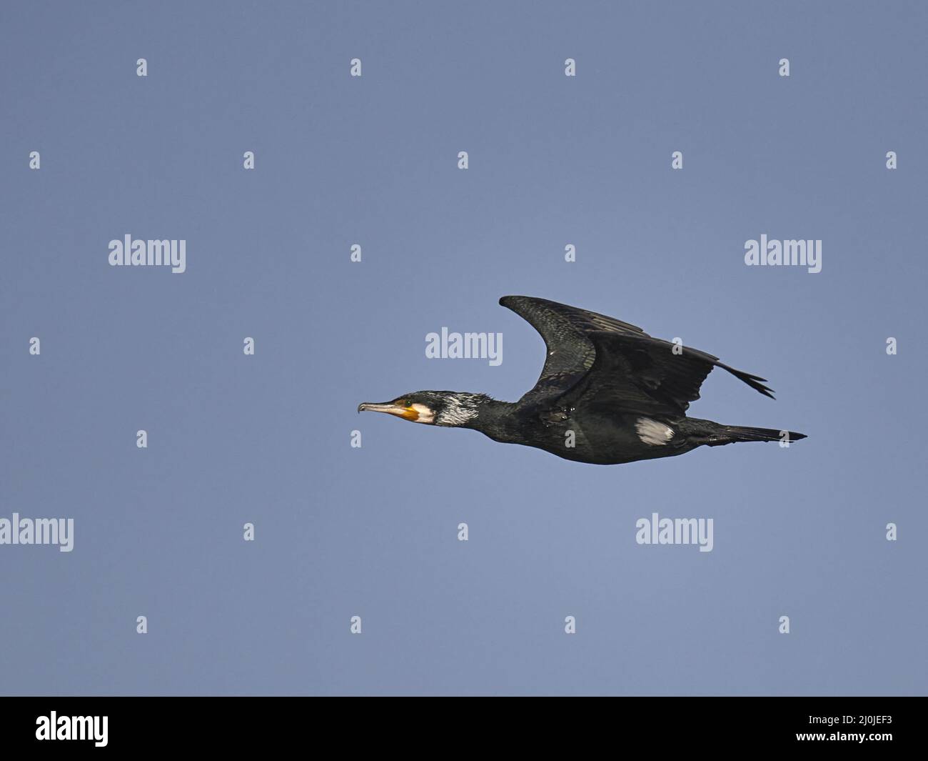 Kormoran sea raven cormorant hi-res stock photography and images - Alamy