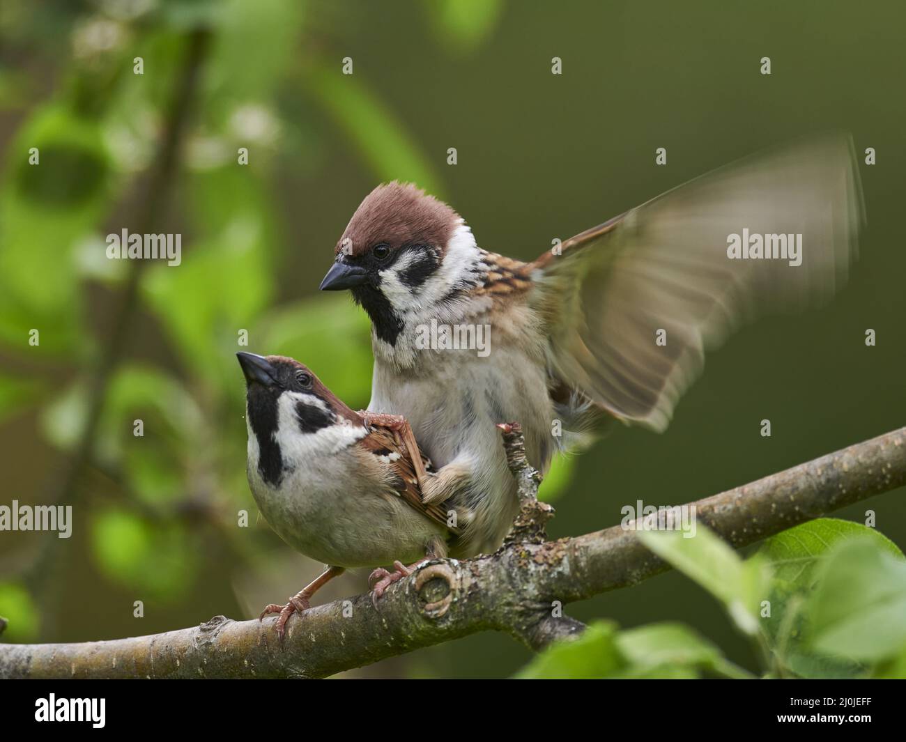 Eurasian Tree Sparrow Stock Photo - Alamy