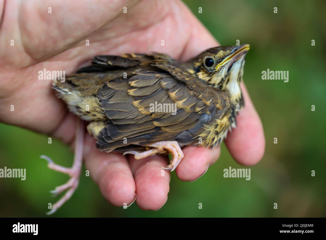 Portrait of a chick of a song thrush, a thrush Stock Photo - Alamy