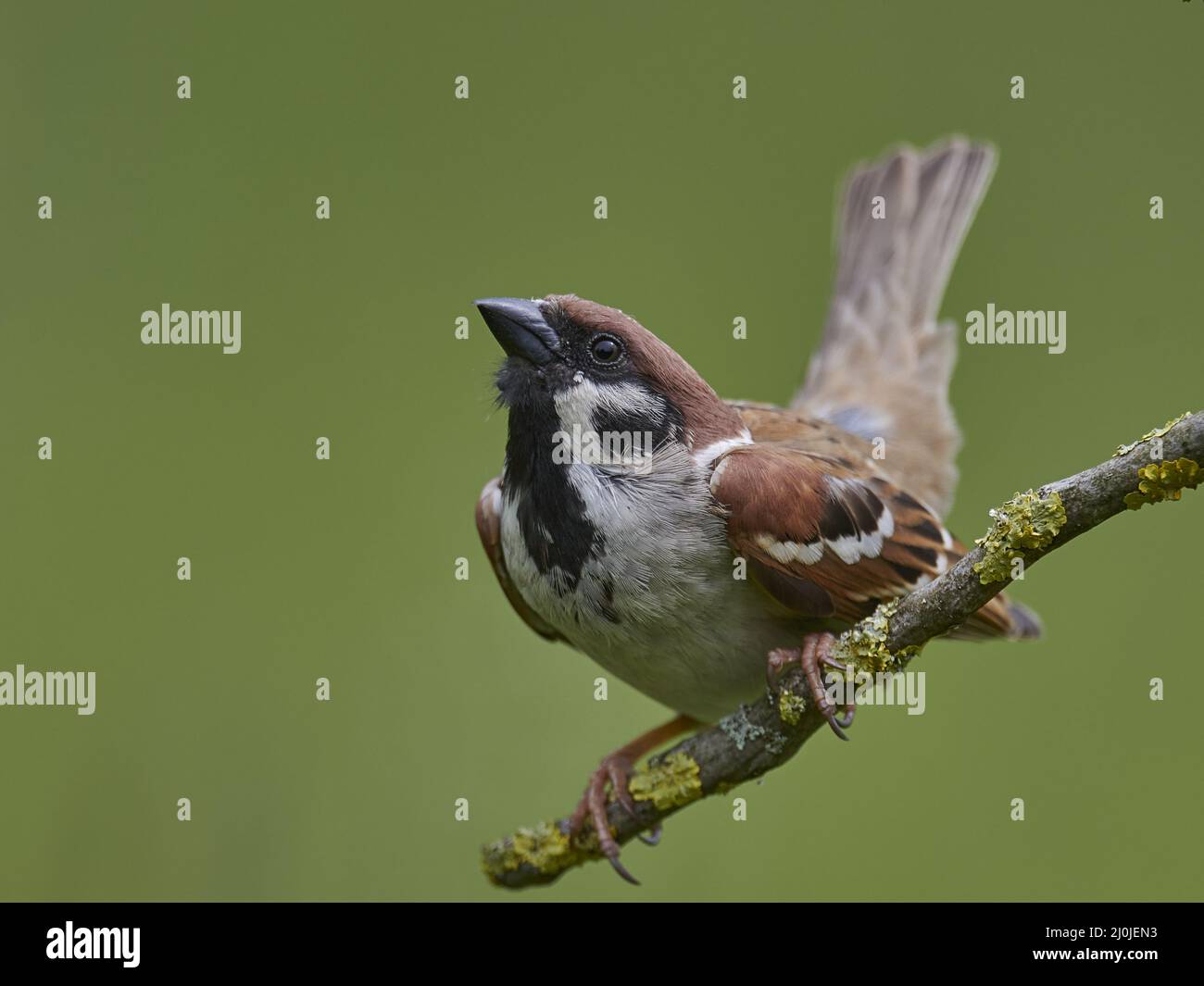 Eurasian Tree Sparrow Stock Photo - Alamy