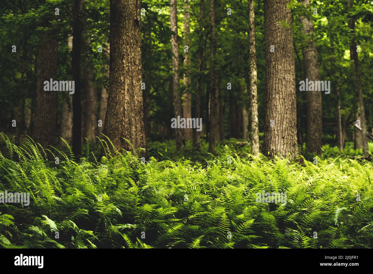 Beautiful view of trees and green plants in a forest Stock Photo - Alamy