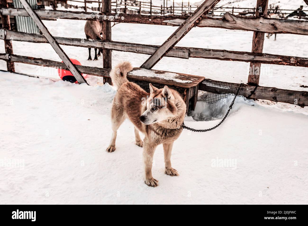 Ginger husky tied to a chain standing on a farm in Terinberka, Russia ...