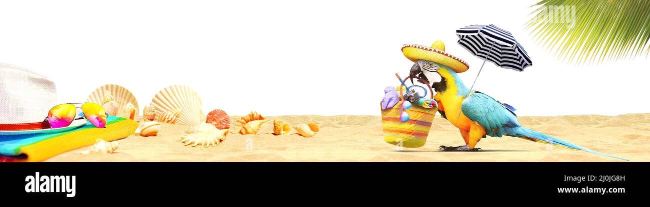 Parrot in the sun on tropical beach - summer holiday Stock Photo - Alamy