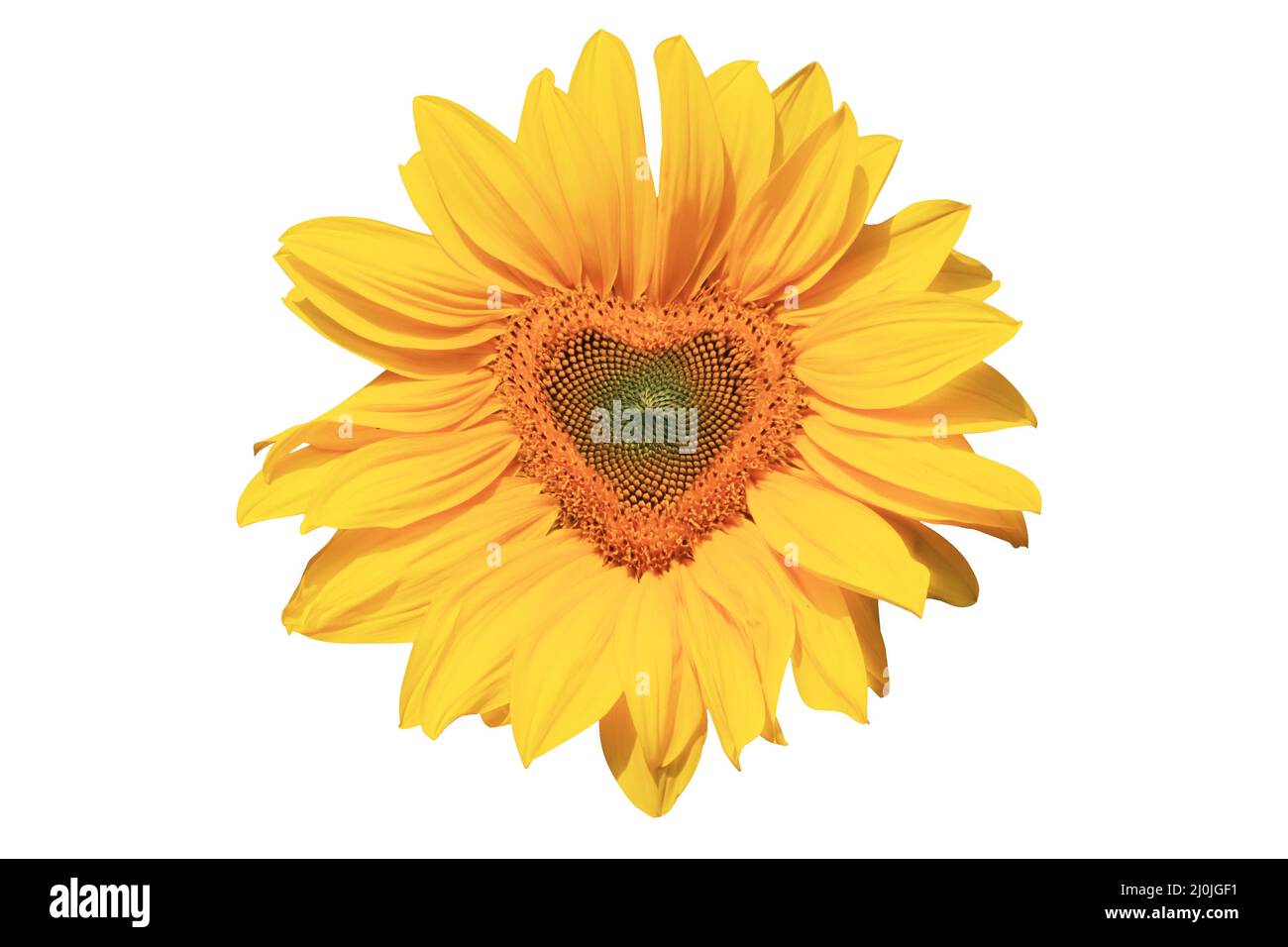 Sunflower with heart shape on white background Stock Photo - Alamy
