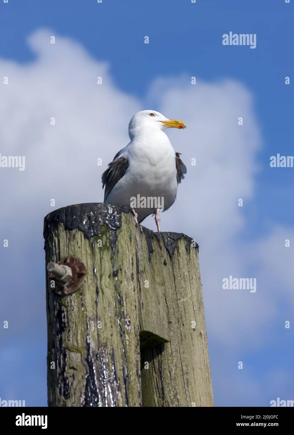 Stare at seagull hi-res stock photography and images - Alamy