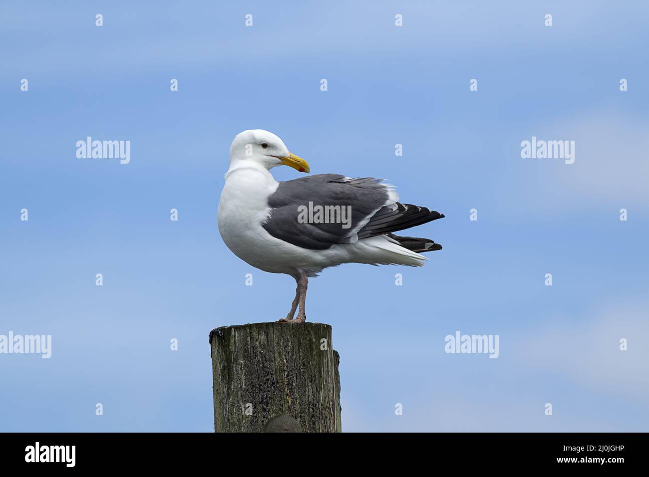 Back of seagull hi-res stock photography and images - Alamy