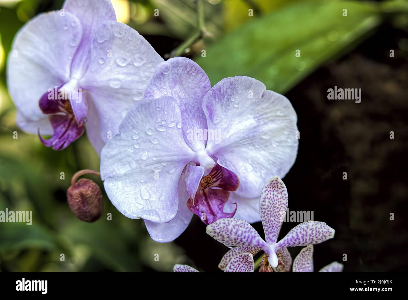 Pretty pink orchids hi-res stock photography and images - Alamy