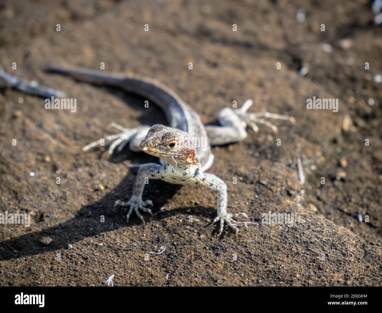 A male lava lizard, Isla Santiago, Galapagos, Ecuador Stock Photo - Alamy