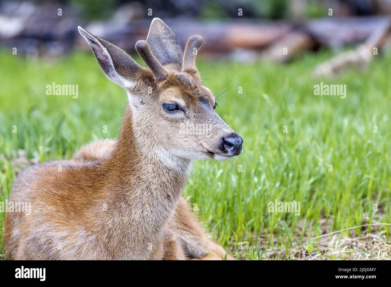 Deer and small antlers Stock Photo - Alamy