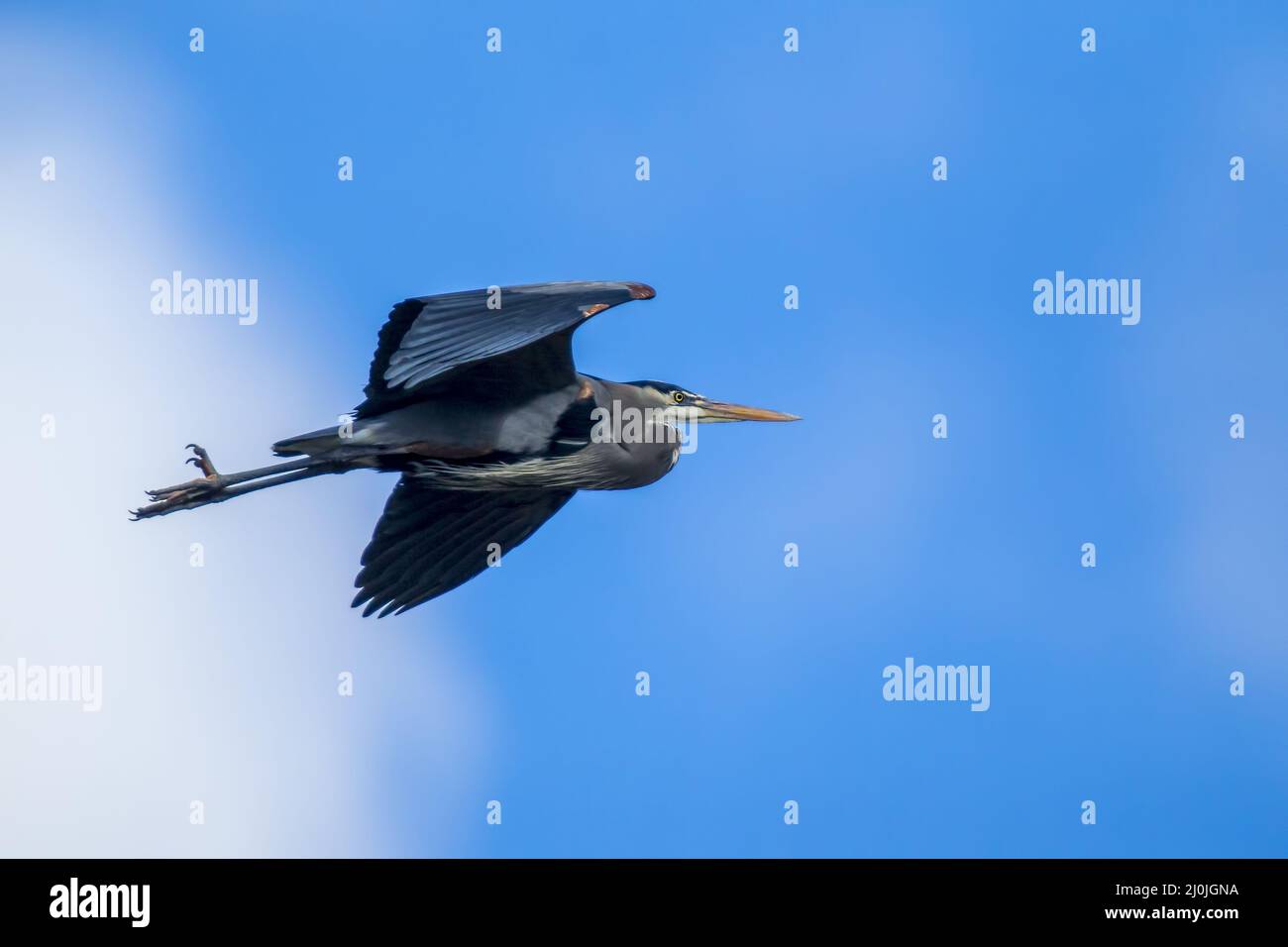 Flying heron hi-res stock photography and images - Alamy