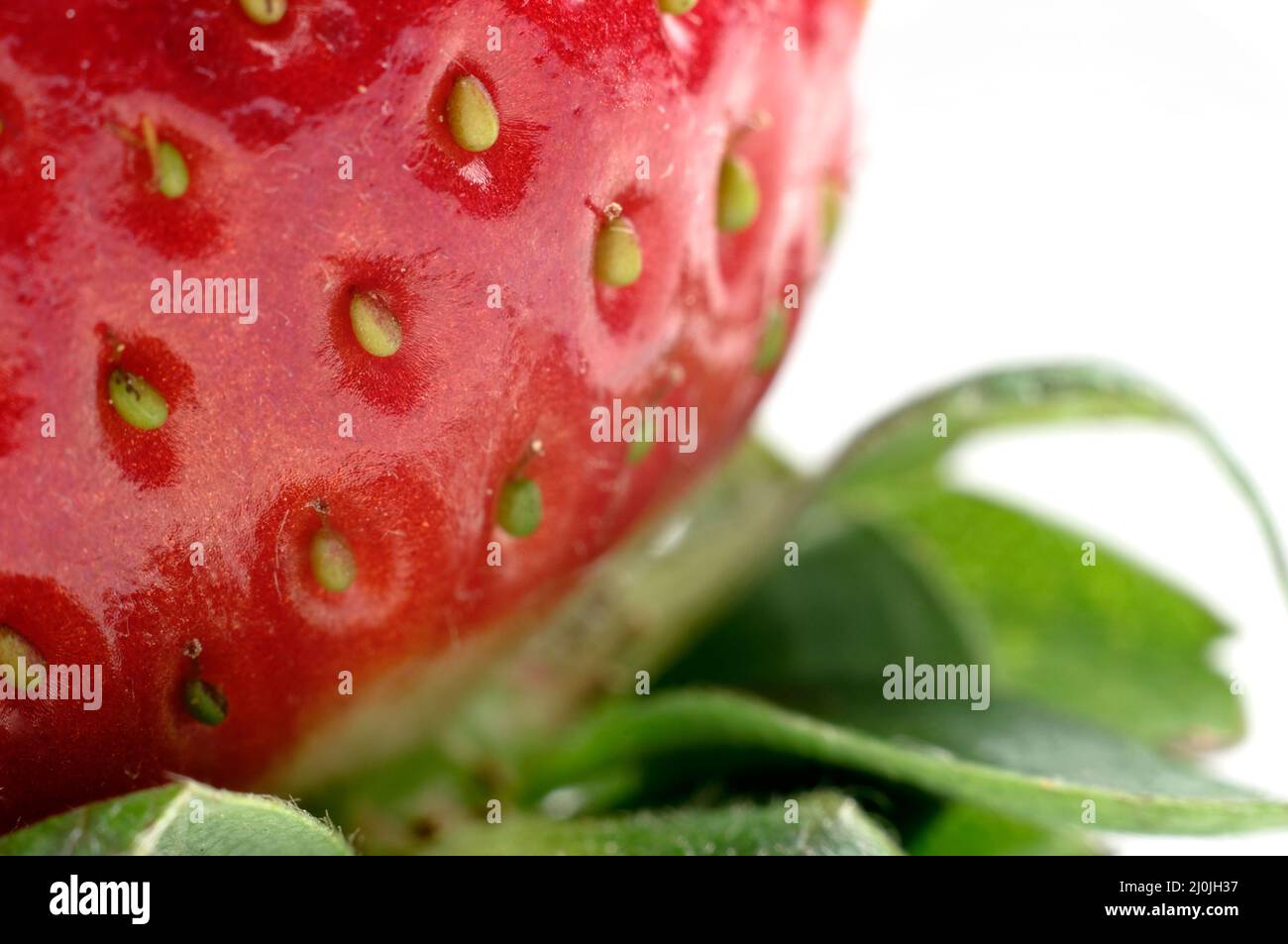 Macro of a fresh Strawberry just picked from the Spanish orchard Stock ...