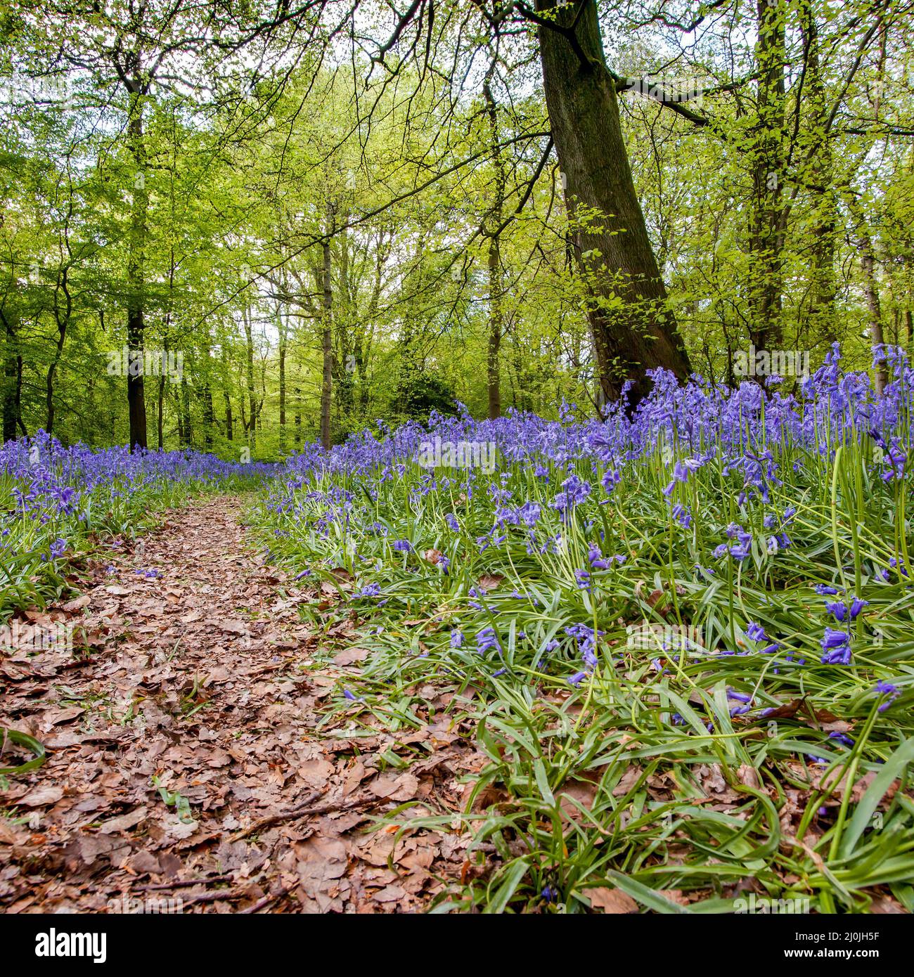 Oxted surrey hi-res stock photography and images - Alamy