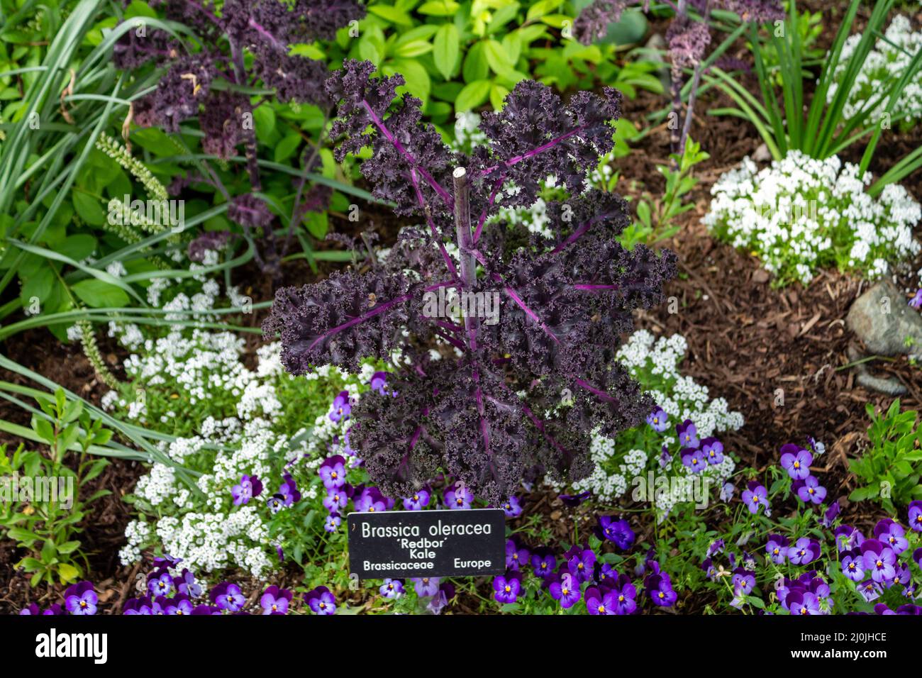 Brassica oleracea 'Redbor' plant with a name tag among other flowers ...