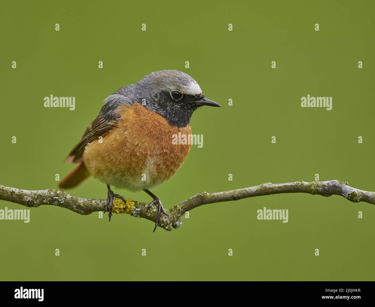 Common redstarts hi-res stock photography and images - Alamy