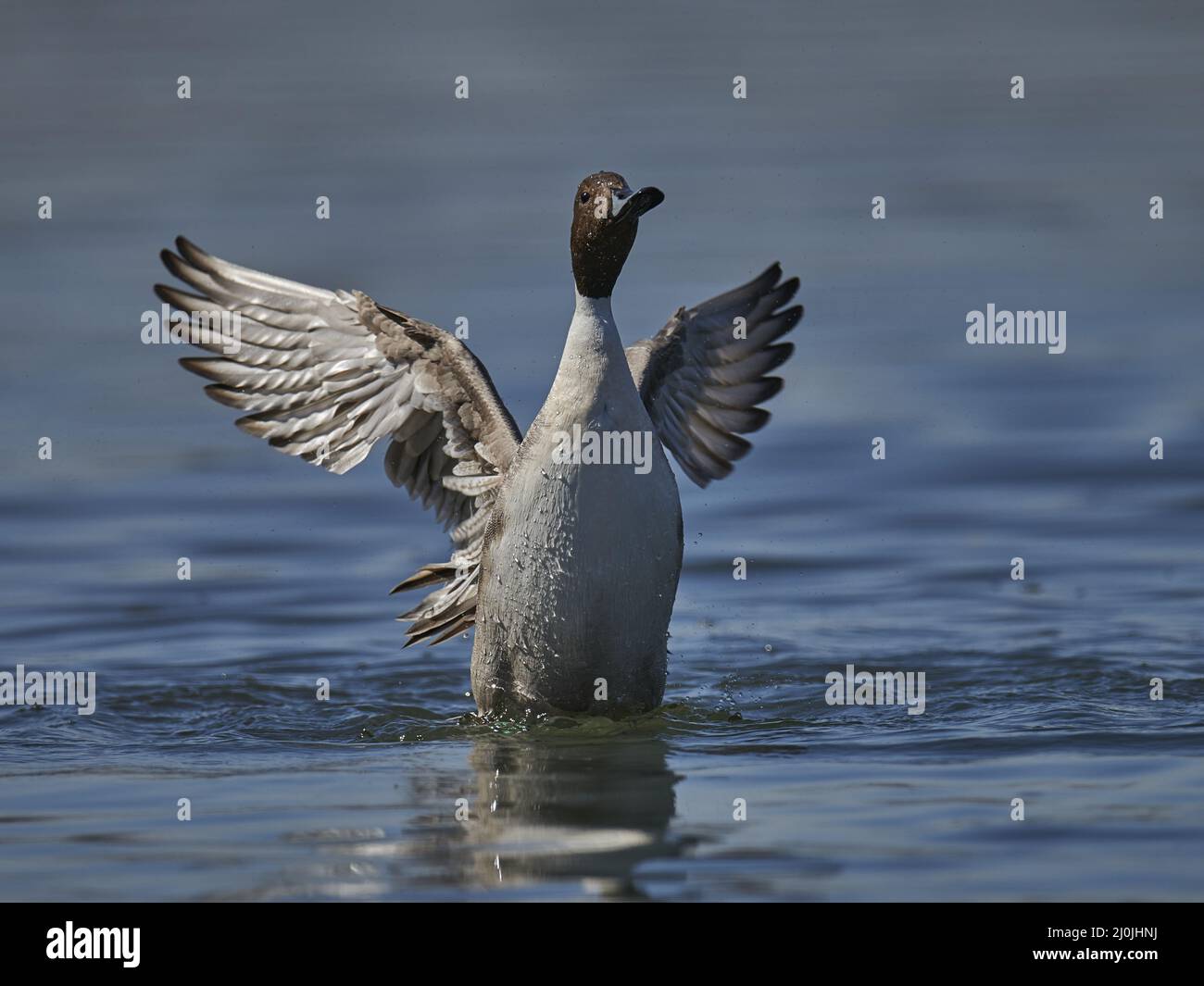 Heart of duck hi-res stock photography and images - Alamy